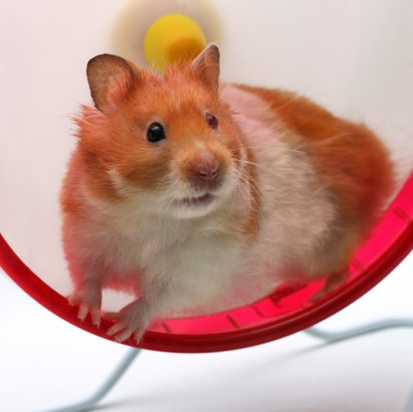 Get off the Hamster Wheel: Slow Down to Speed Up